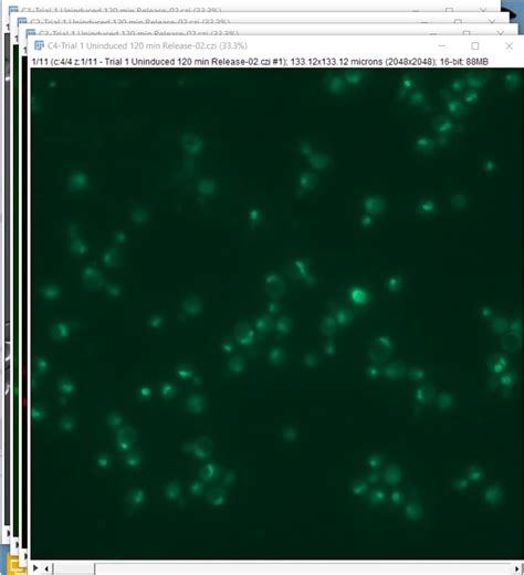 Help Creating Workflow For Yeast Cell Macro Image Analysis Imagesc Forum