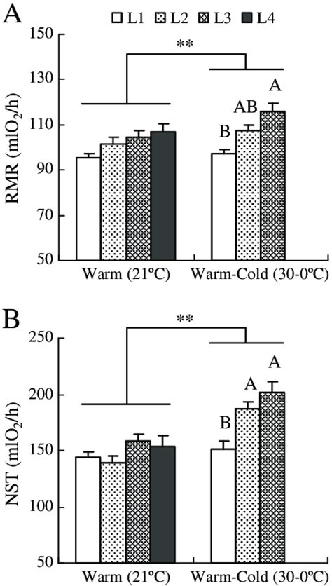 Resting Metabolic Rate RMR A And Nonshivering Thermogenesis NST B Download Scientific