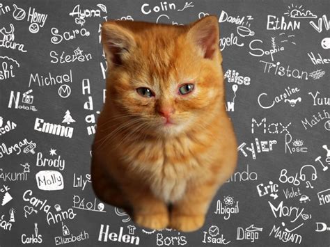 Explore Male Cat Names Choose The Perfect Fit