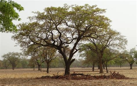 Sustainsahel Comparison Of Woody Vegetation In Cotton Fields In Mali