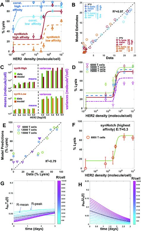 Protein Abundance Structured Population Dynamic Model For Car T Cell Download Scientific