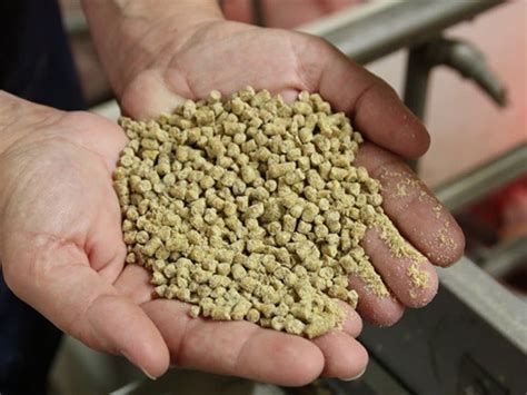 How To Start A Cattle Feed Plant Poultry Feed Mill Plant