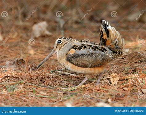 American Woodcock Scolopax Minor Royalty Free Stock Image