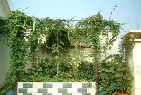 大神樓頂自建菜園種菜全過程 瓜果豐收甚是喜悅 每日頭條