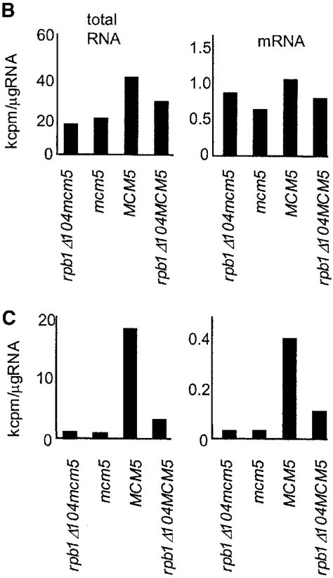 —rate Of De Novo Total Rna And Mrna Synthesis At 30 And 37 A Rate Of