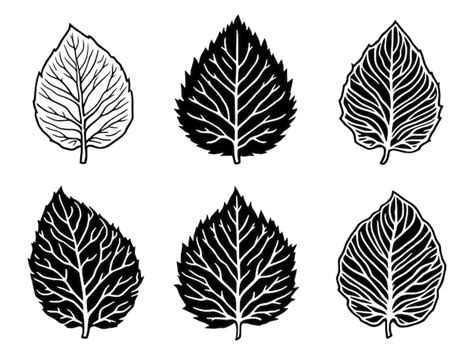 Page 21 Veins Leaf Vectors Download Free High Quality Vectors From