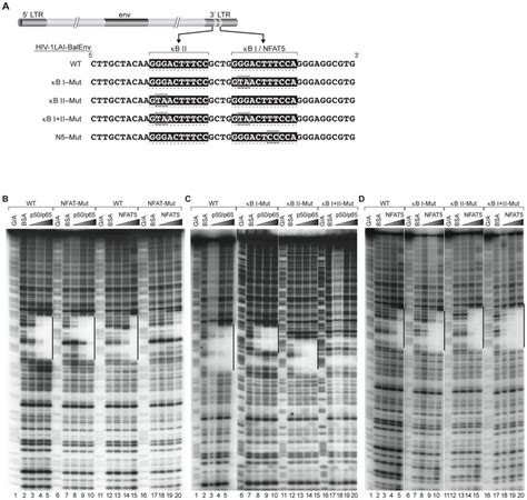 Specific Disruption Of Nfat5 Or Nf κb Binding Sites In The Ltr Of Hiv 1