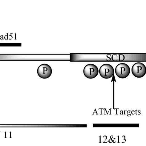 The Structural Functional Domain Of Brca1 Download Scientific Diagram