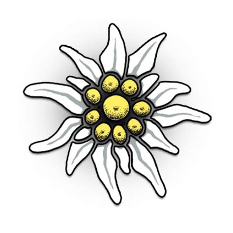 雪绒花 PNG透明背景免抠图元素 素材中国编号 66298 素材中国