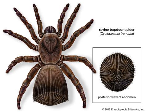 Trapdoor Spider Arizona