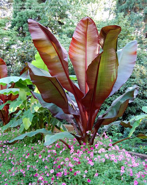 Plantfiles Pictures Ensete False Banana Red Abyssinian Banana Wild