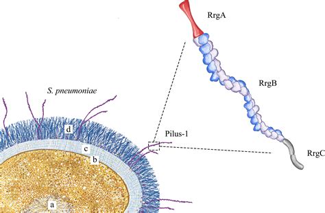 Frontiers Pilus Of Streptococcus Pneumoniae Structure Function And