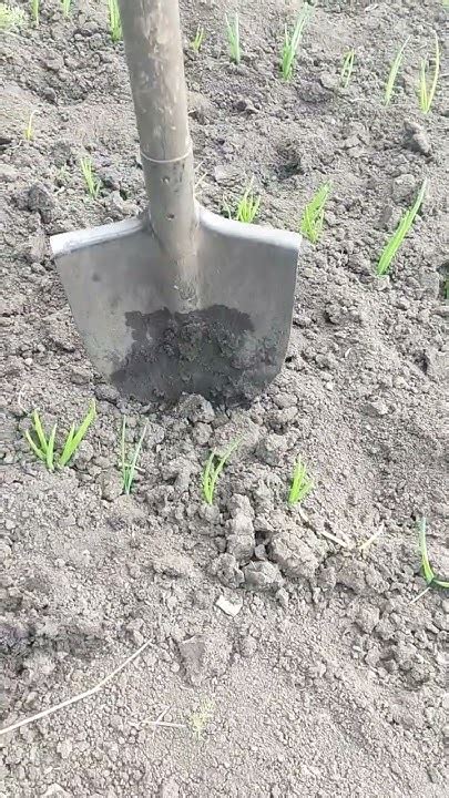 Паук ядовитый огород Youtube