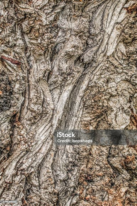 고해상도 추상 비네트 배경 텍스처는 이끼 성장과 거미줄 필라멘트가 있는 오래된 깊이 홈이 있는 썩은 포플러 나무 껍질을 묘사합니다 0명에 대한 스톡 사진 및 기타 이미지