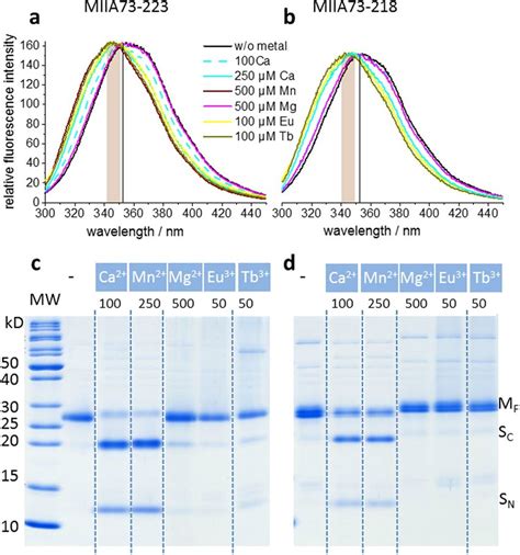 Metal Ion Dependent Hydrophobic Clustering And Catalytic Activity In