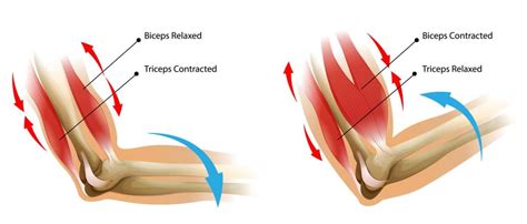 Bayesian Curl Target Your Biceps Brachialis And More Fitness Volt