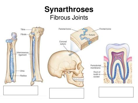 Ppt Articulations Powerpoint Presentation Free Download Id 1174249