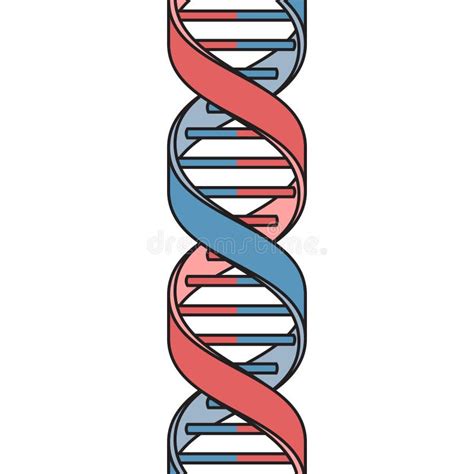 Dna Deoxyribonucleic Acid Diagram Medical Science Stock Illustration