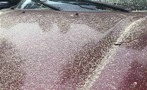 Tree Pollen Allergy Season The Tree Care Guide