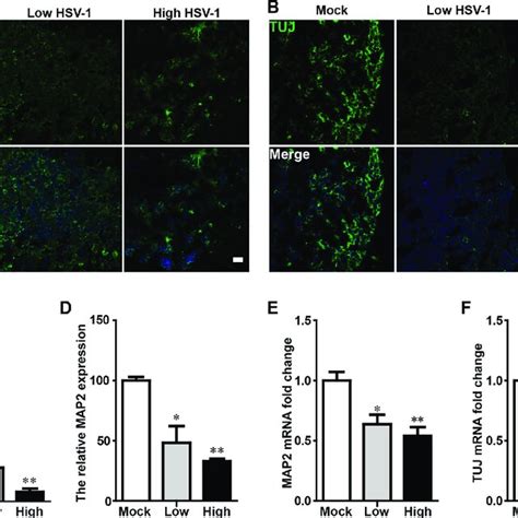 Hsv 1 Infected Nscs Exhibited Dysregulated Neural Differentiation A Download Scientific