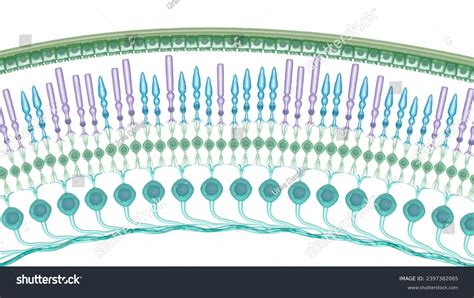 Retinal Cells 3d Rendering Rods Cones Stock Illustration 2397382065