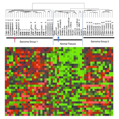 Hierarchical Clustering Analysis And Heat Map Hierarchical Clustering
