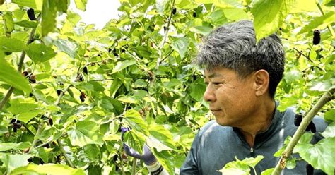 해남 유기농 오디 6월 친환경농산물 선정