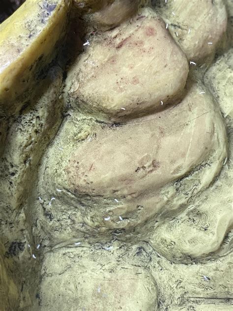 Little White Bugs In My Ball Pythons Water Bowl Rballpython