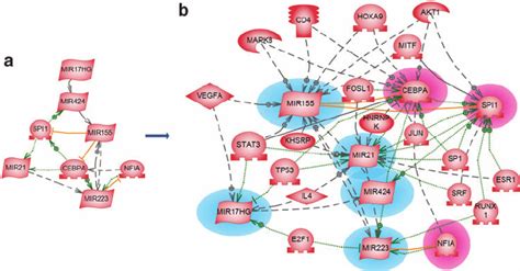 The Mirna Regulation Of Ccaat Enhancer Binding Protein Alpha Cebpa