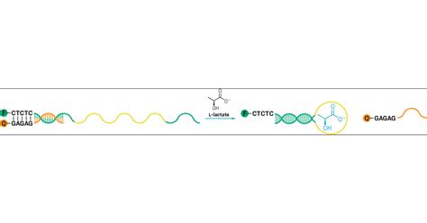 Monitoring Lactate With A Fluorescent Sensor Canden Global Enterprise