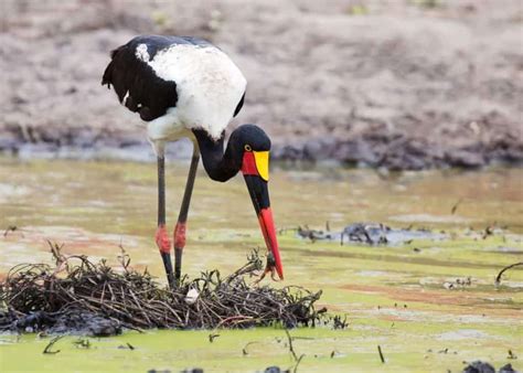 15 Facts About Africas Saddle Billed Stork Ephippiorhynchus