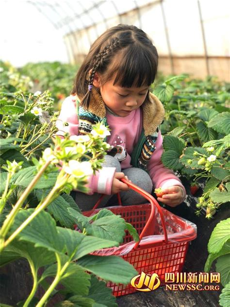 瀘州草莓採摘開啟「莓好時光」 每日頭條