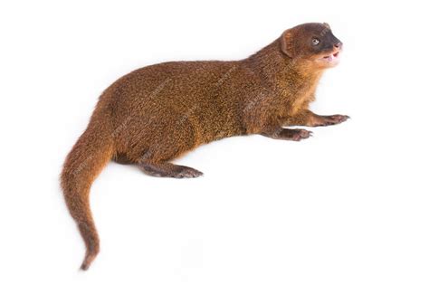 Premium Photo Javan Mongoose Or Small Asian Mongoose Herpestes Javanicus Isolated On White