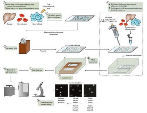 Dna Hasarlarının Tespiti Comet Assay Dna Map Screenshot Comet