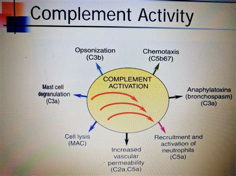 Mediators Of Inflammation The Complement System Complement Activity Complement System