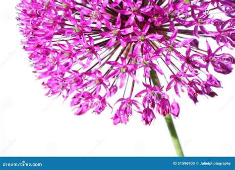 Beautiful Blooming Allium Close Up Stock Image Image Of Fresh Alium