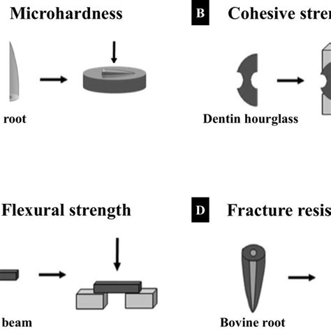 The Schematic Drawing Of The Preparation Of The Dentin Samples For The Download Scientific