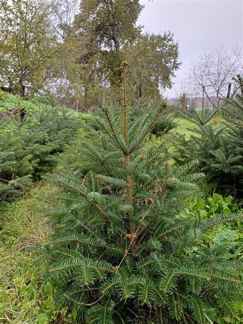 Живи коледни елхи Цветя декоративни растения Долни чифлик Живи