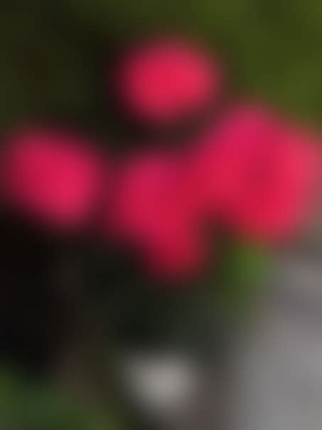 Продам укорененные черенки пеларгоний Brookside Flamenco 200р Забирать в рабочие дни с 8 00