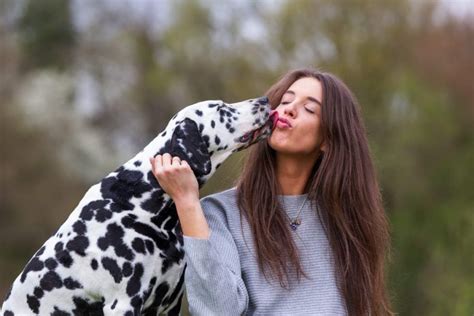 Are Dog Licks A Sign Of Affection