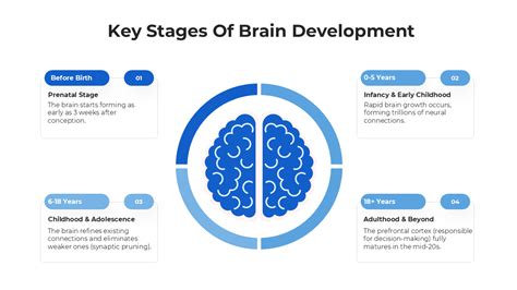 Get This Brain Development Powerpoint And Canva Templates