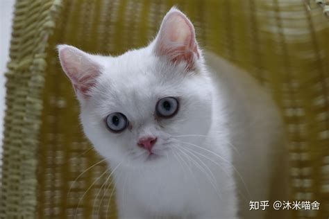 161 英短 纯白 母 五粉 眼睛蓝色 头无灰色毛 知乎