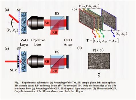 Nuit Blanche Speckle Suppression Via Sparse Representation For Wide Field Imaging Through