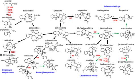 Cytochrome P 450 S Involved In Mia Biosynthesis In Gelsemium Download Scientific Diagram