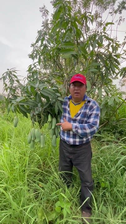 มะม่วงหายาก “ลิ้นงูเห่า” Youtube