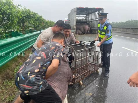 货车侧翻，“二师兄”大闹玉湛高速（附视频）腾讯新闻