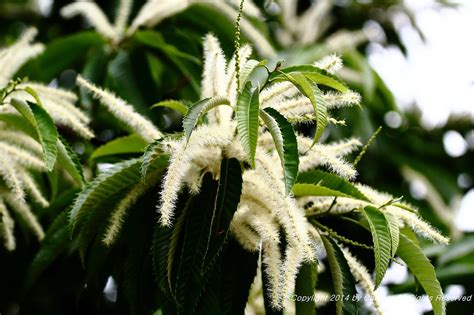 [식물]밤나무 식물 생물종 Bric