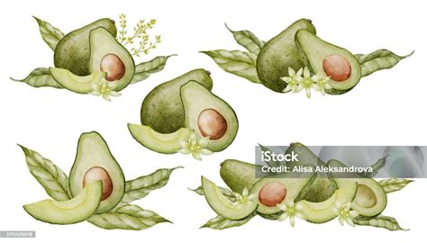 아보카도 수채화 일러스트 세트입니다 꽃과 과일의 식물 그림입니다 나뭇잎 그림과 야채 조리법과 요리책을 위한 고립된 배경에 비건 음식의 손으로 그린 구성 아보카도에 대한 스톡