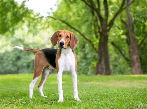 13 Big Dog Breeds Well Suited For Hot Climates