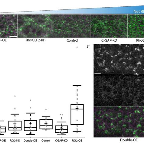 Myosin Area Coverage In Mesoderm Cells Scales With Net Rhoa Activity A